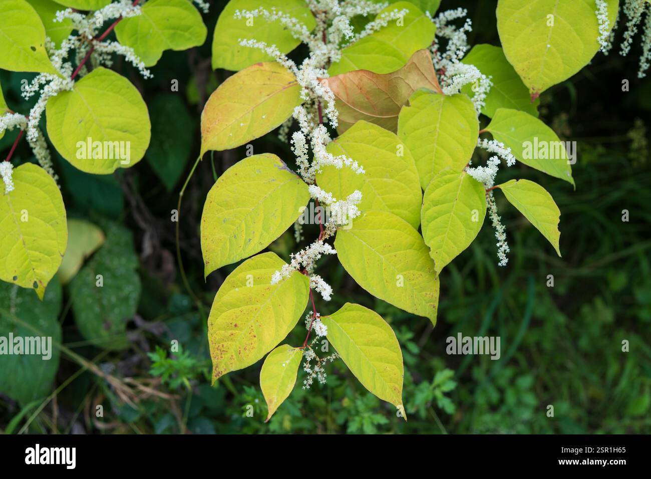 Inflorescences of the weed plant Reynoutria japonica in the summer ...