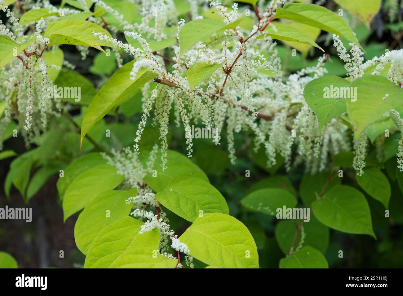 Inflorescences of the weed plant Reynoutria japonica in the summer ...