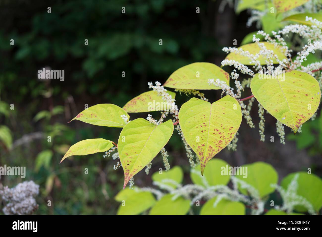 Inflorescences of the weed plant Reynoutria japonica in the summer ...