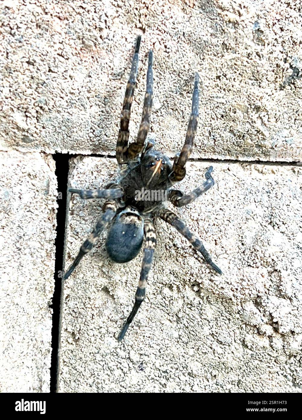 Woodland Giant Wolf Spider (Tigrosa aspersa), Arachnida, Tanager Woods ...