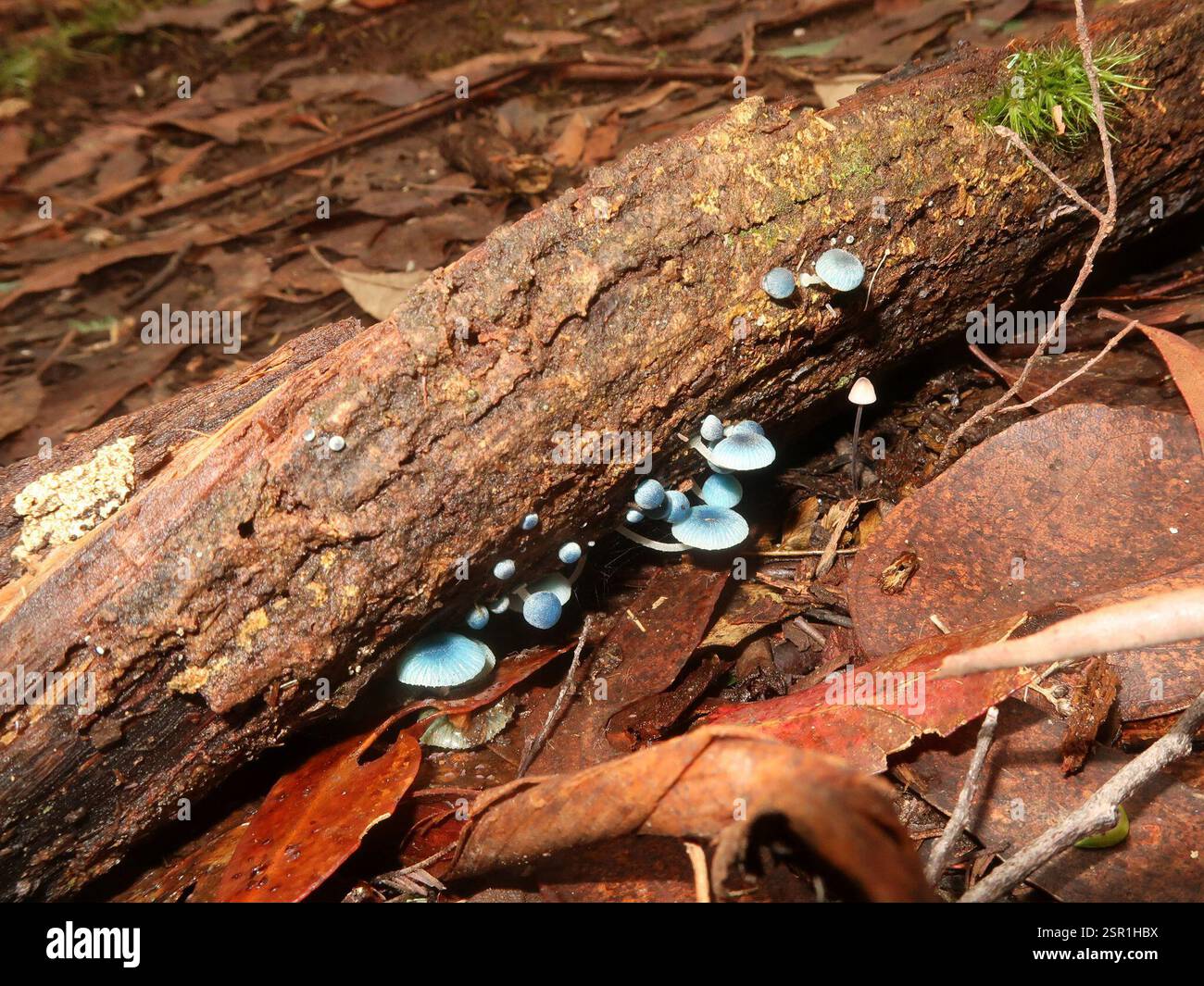 Pixie's Parasol (Mycena interrupta), Fungi, Chesters Loop Track, King Solomons Cave, Liena ...