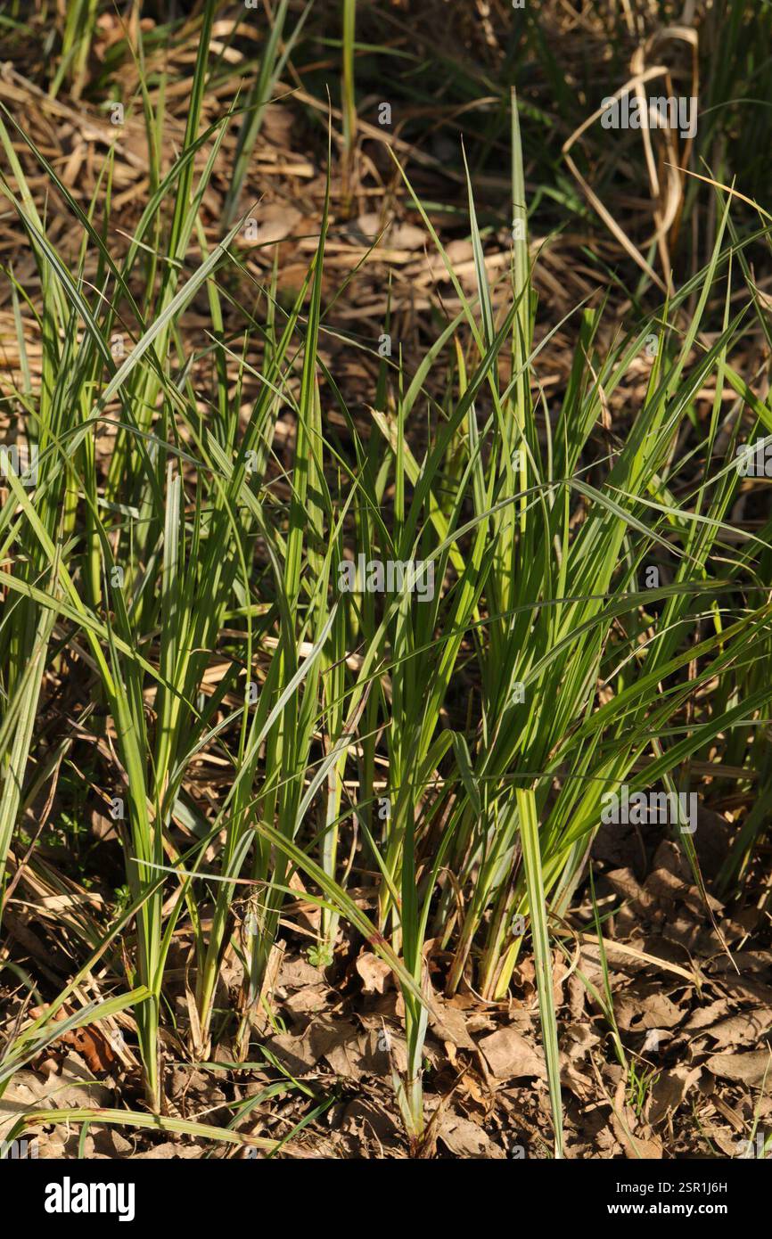 hairy sedge (Carex hirta), Plantae, Court Hey Park, Roby Road, Huyton ...