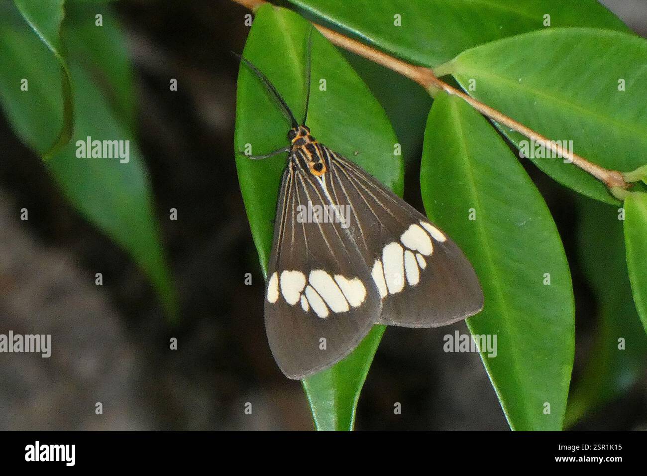 Asian Magpie Moth (Nyctemera baulus), Insecta, Sinnamon Park, Brisbane ...