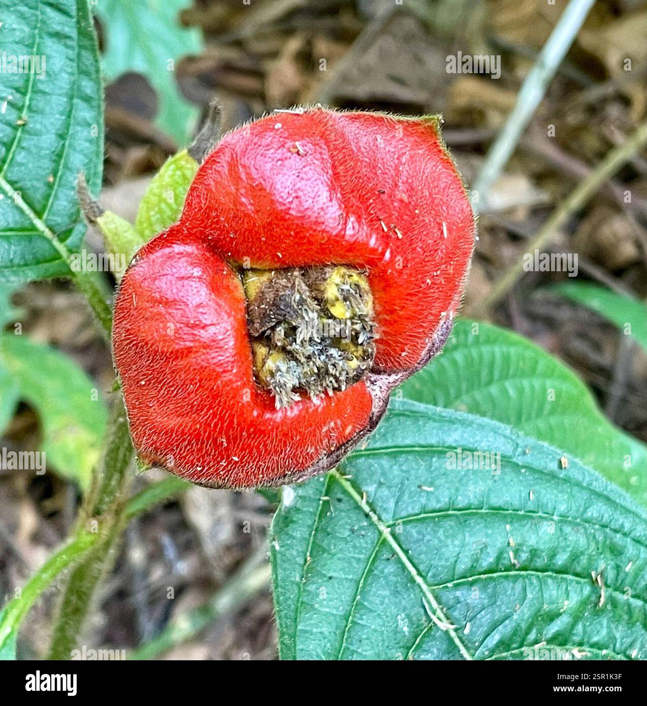 sore-mouth bush (Palicourea tomentosa), Plantae, Soberanía National ...