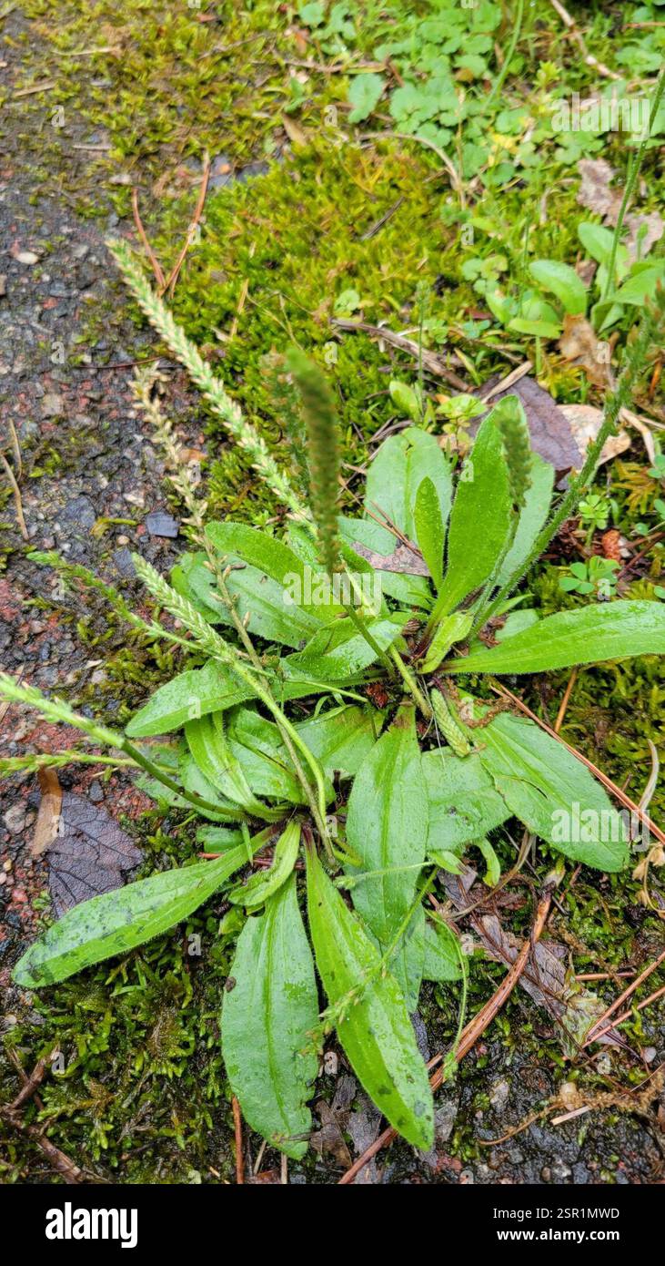 dwarf plantain (Plantago virginica), Plantae, Walhalla, SC 29691, USA ...