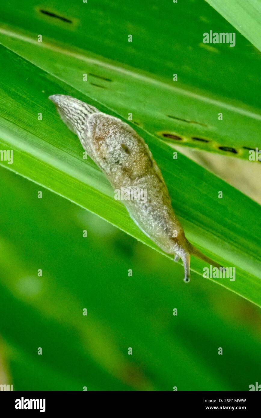 Yellow-shelled semi-slug (Parmarion martensi), Mollusca, Noord ...