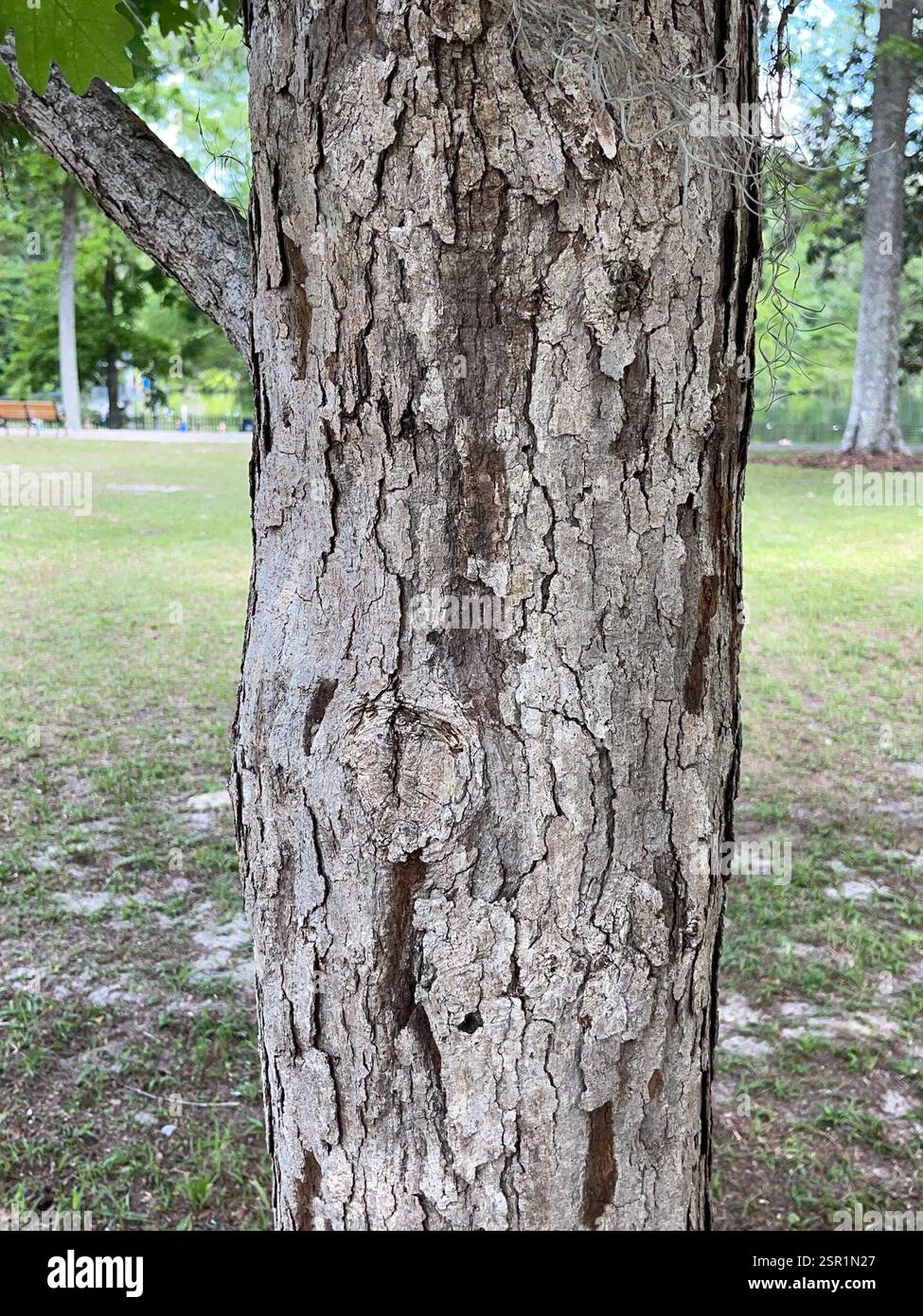 white oak (Quercus alba), Plantae, Edward Ball Wakulla Springs State ...
