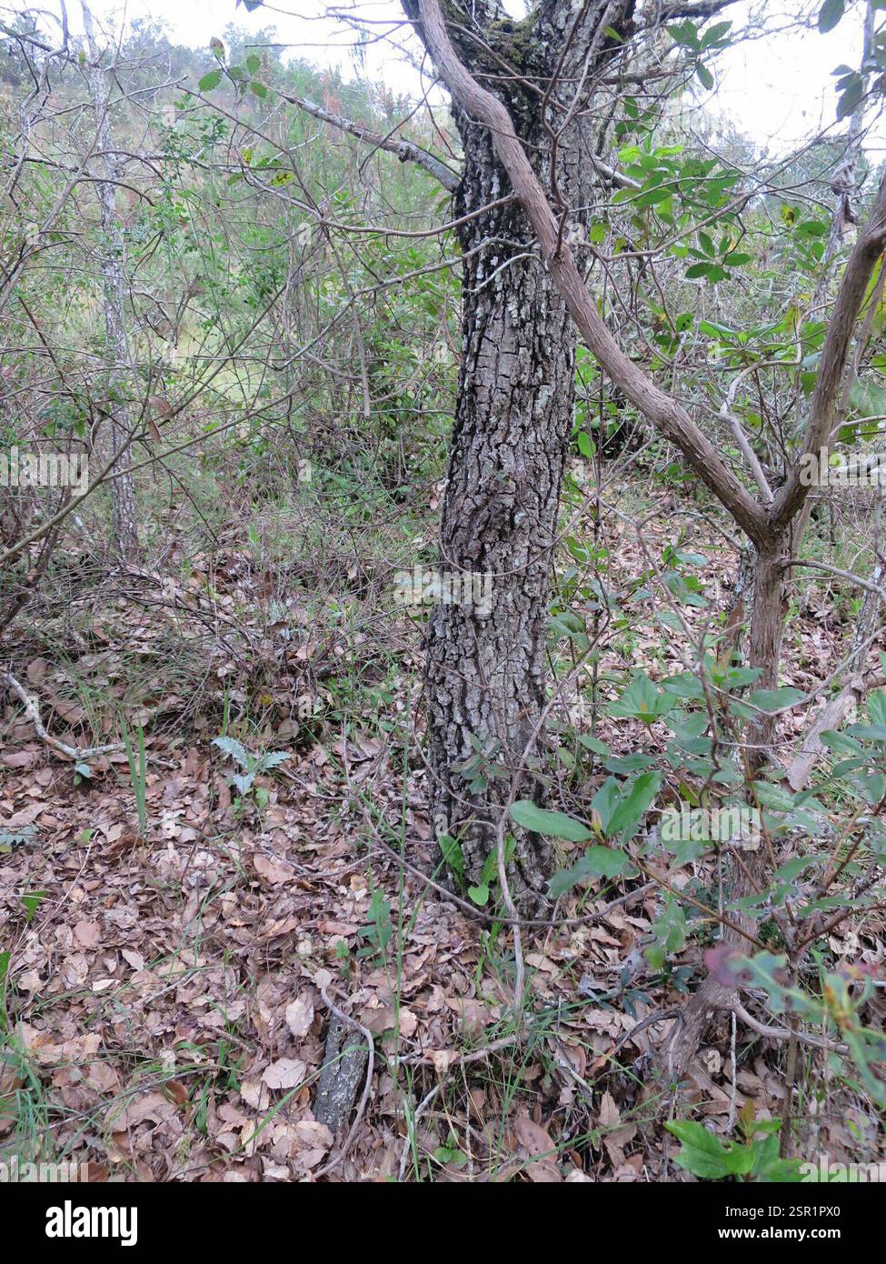 Portuguese oak (Quercus faginea), Plantae, Grândola, Portugal Stock ...