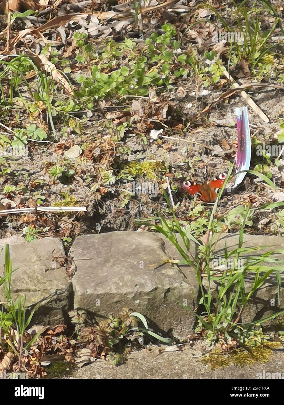 European Peacock Butterfly (Aglais io), Insecta, Bethel, Bielefeld ...