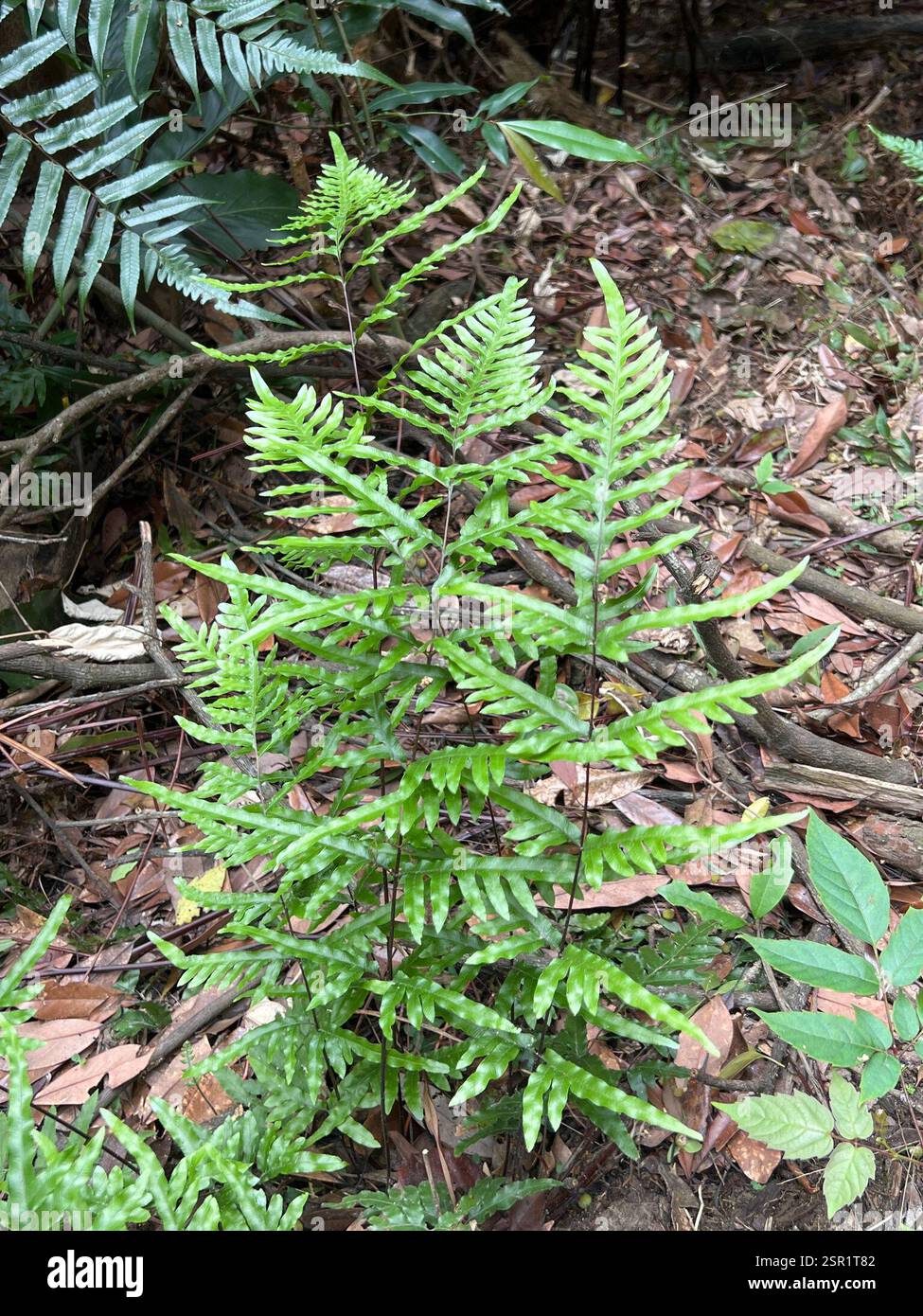 Semi-pinnated Brake (Pteris semipinnata), Plantae, Taipei, TW-TP, TW ...