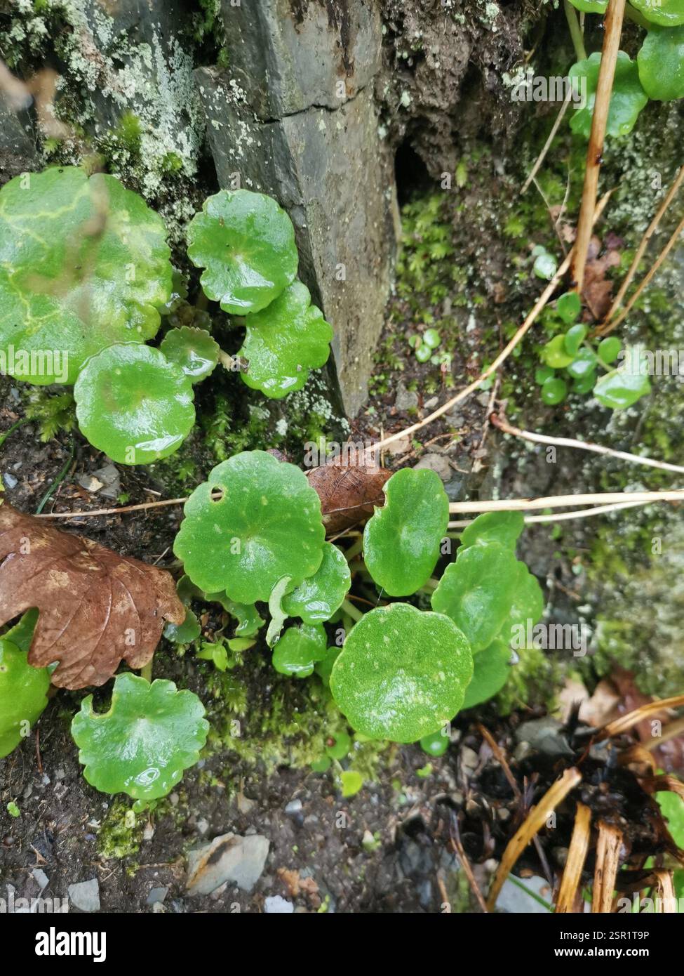 Wall Pennywort (Umbilicus rupestris), Plantae, Ynys-hir Nature Reserve ...