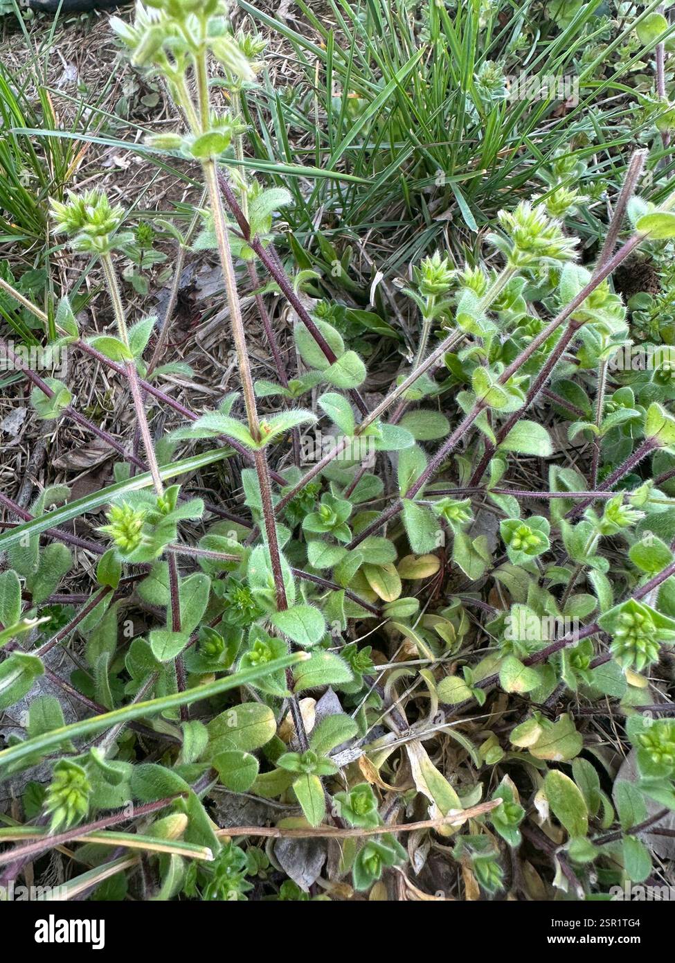 Sticky mouse-ear chickweed (Cerastium glomeratum), Plantae, Kentucky ...