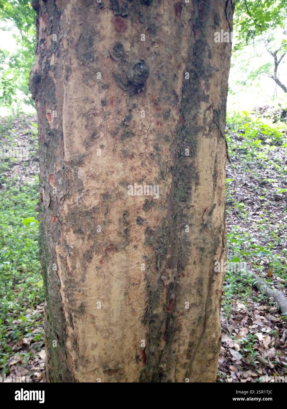 (Copaifera pubiflora), Plantae, Guanare 3350, Portuguesa, Venezuela ...