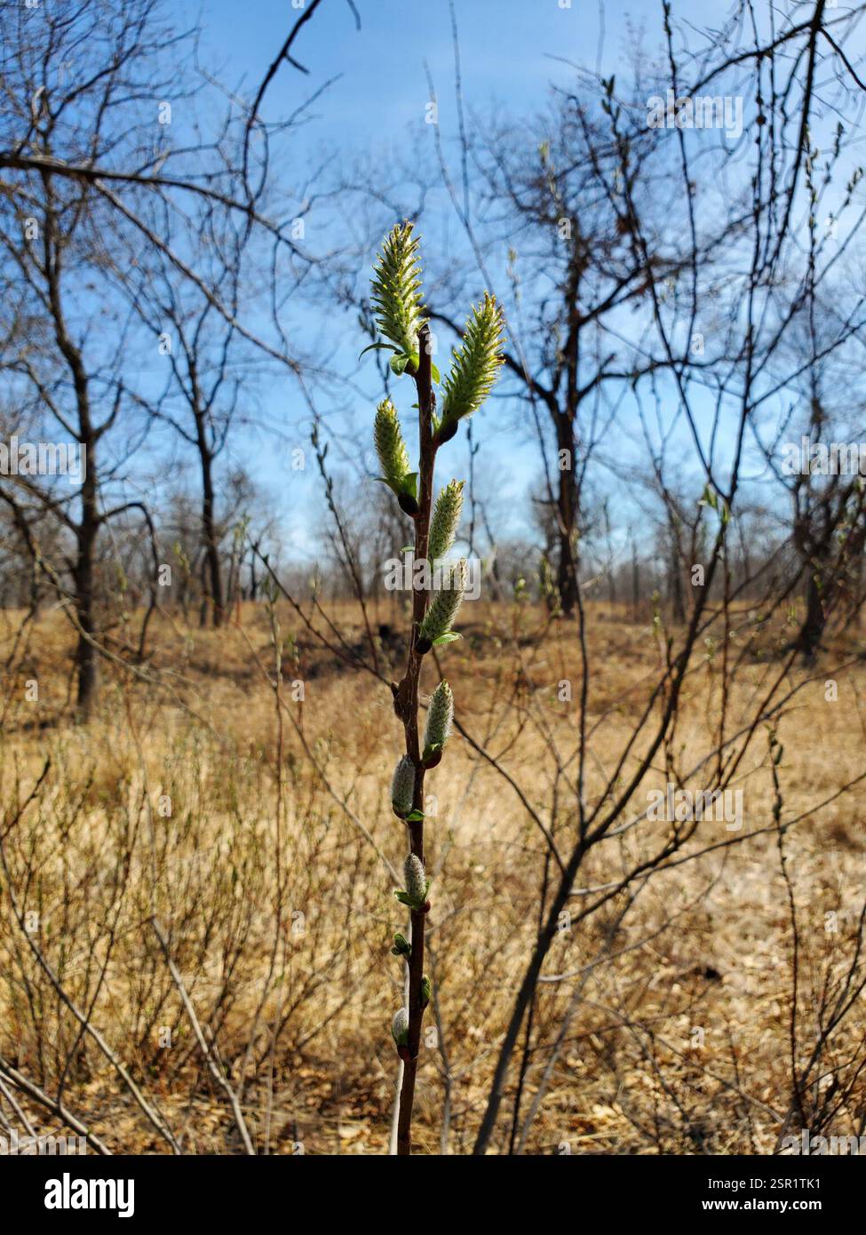 Willows (Salix), Plantae, Illinois Beach State Park Nature Center Stock ...