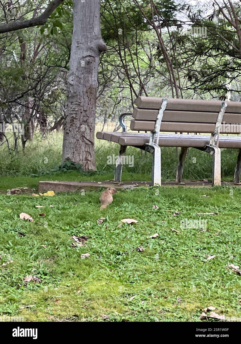 Small Indian Mongoose (Urva auropunctata), Mammalia, Diamond Head State ...