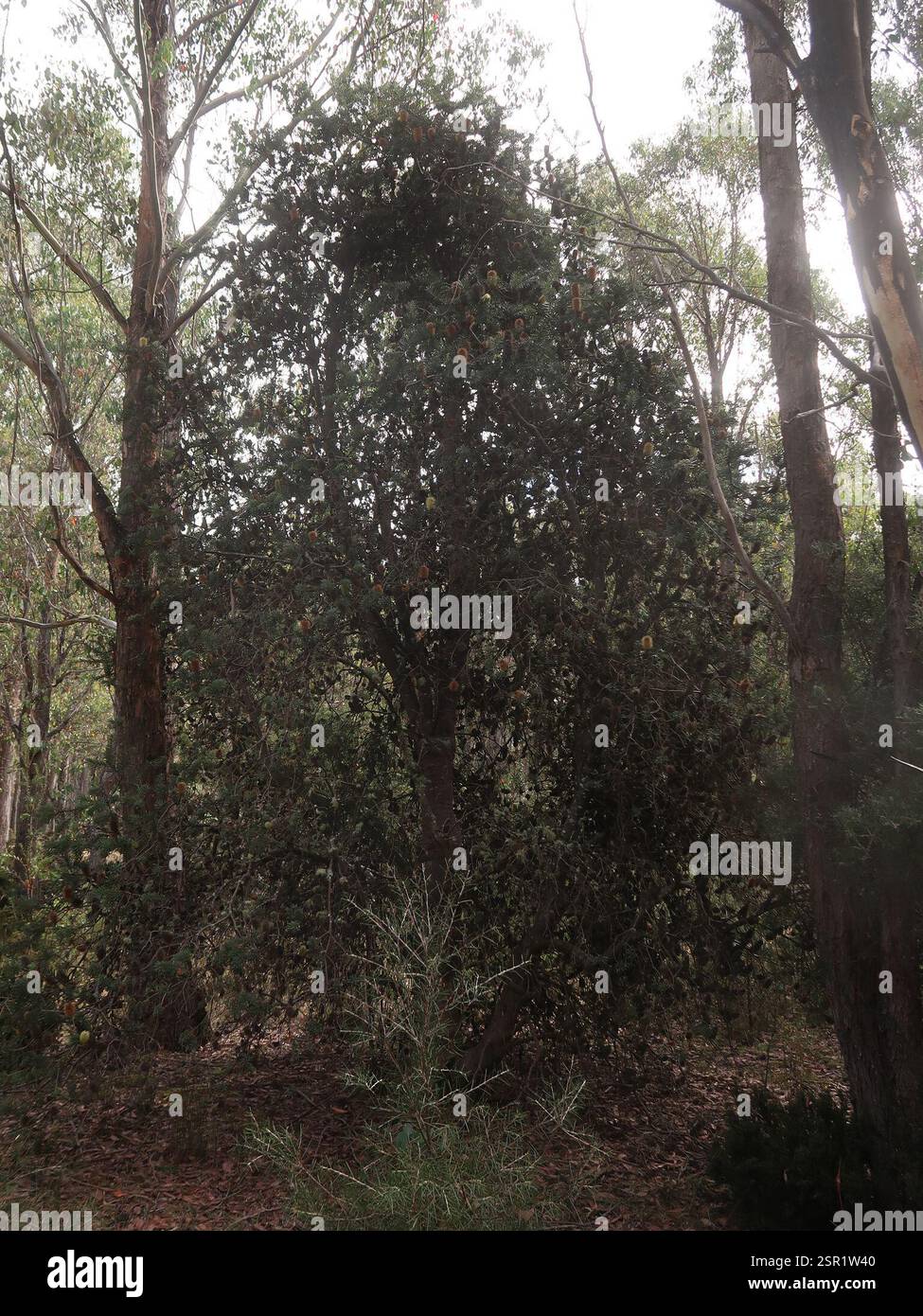 Silver Banksia (Banksia marginata), Plantae, Lake Sorell, Interlaken ...