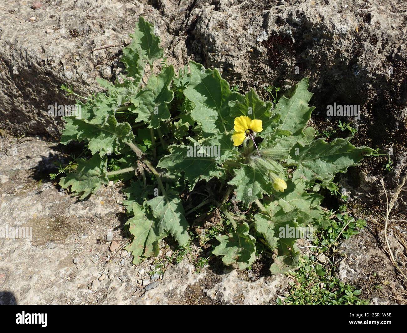 Yellow Henbane (Hyoscyamus aureus), Plantae, Kaunos Antik Kenti ...