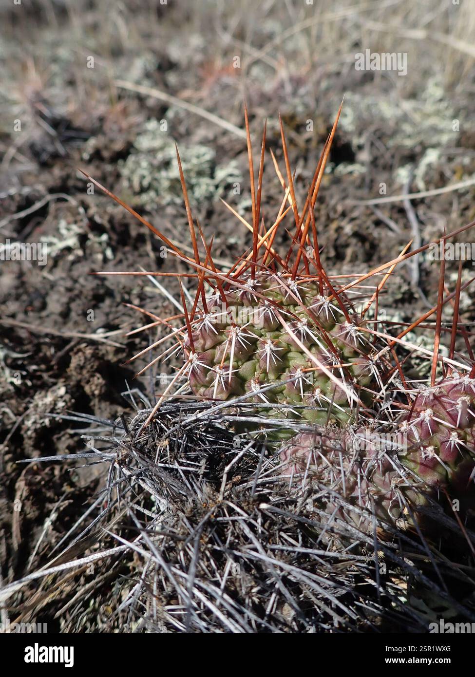 Plains Pricklypear (Opuntia polyacantha), Plantae, Val Marie No. 17, SK ...
