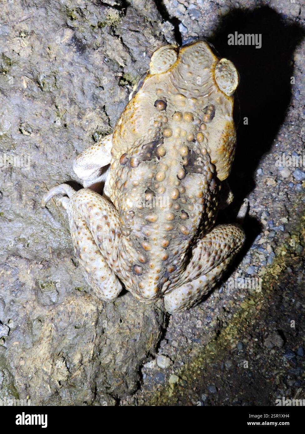 Cane toad road hi-res stock photography and images - Alamy