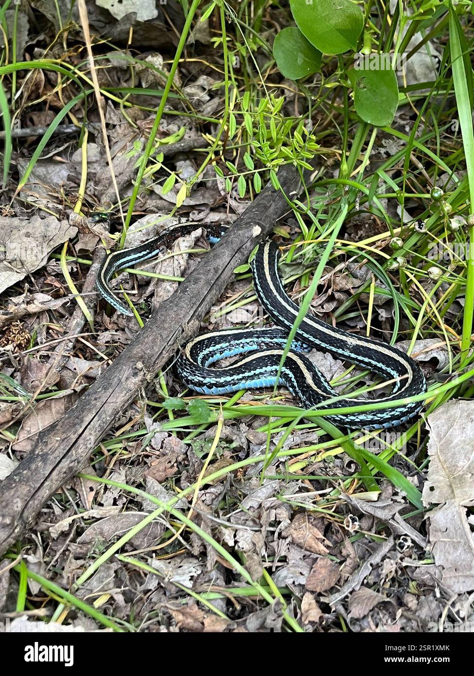 Texas Garter Snake (Thamnophis sirtalis annectens), Reptilia, Texas, US ...