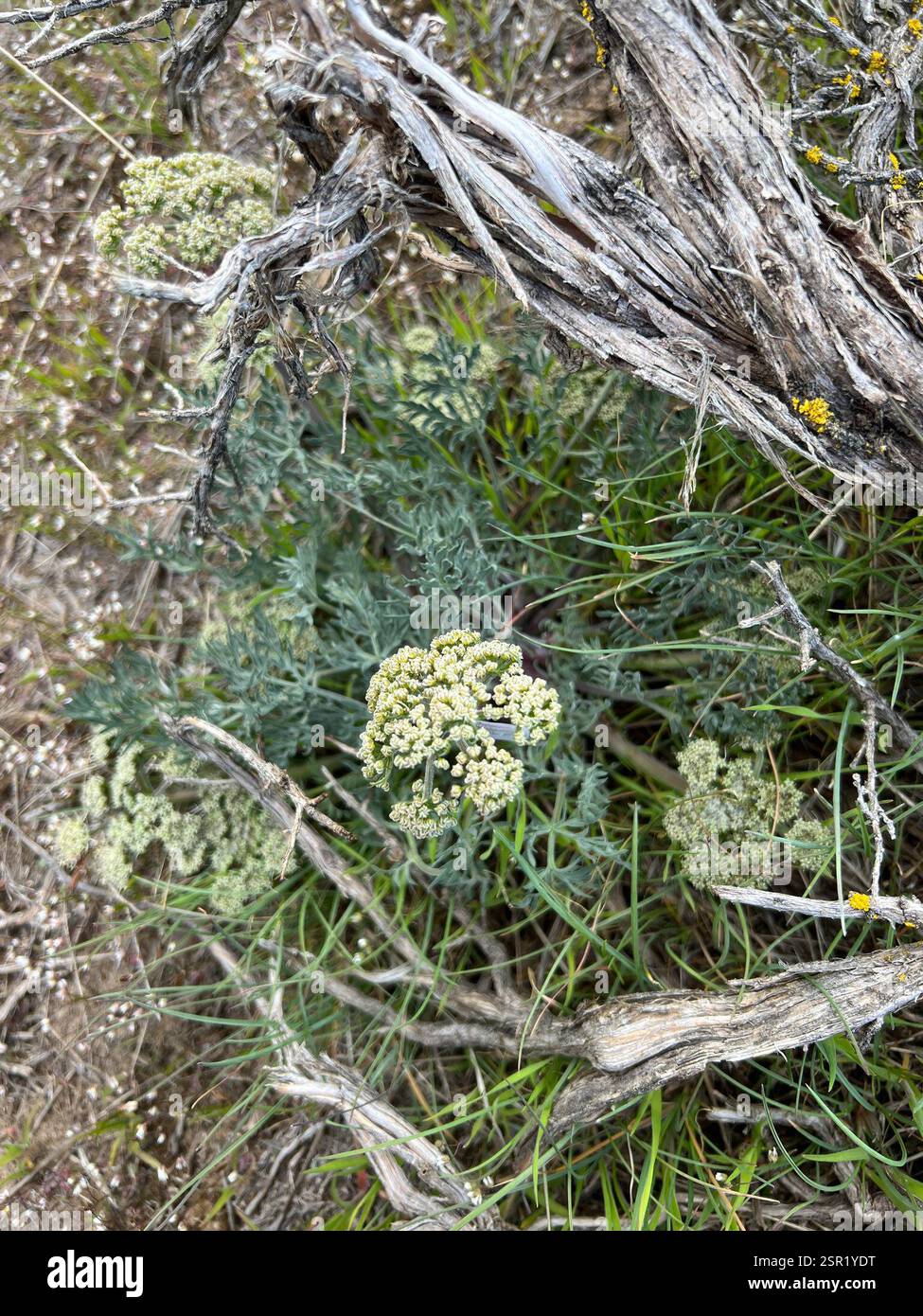 bigseed biscuitroot (Lomatium macrocarpum), Plantae, Grant County, WA ...