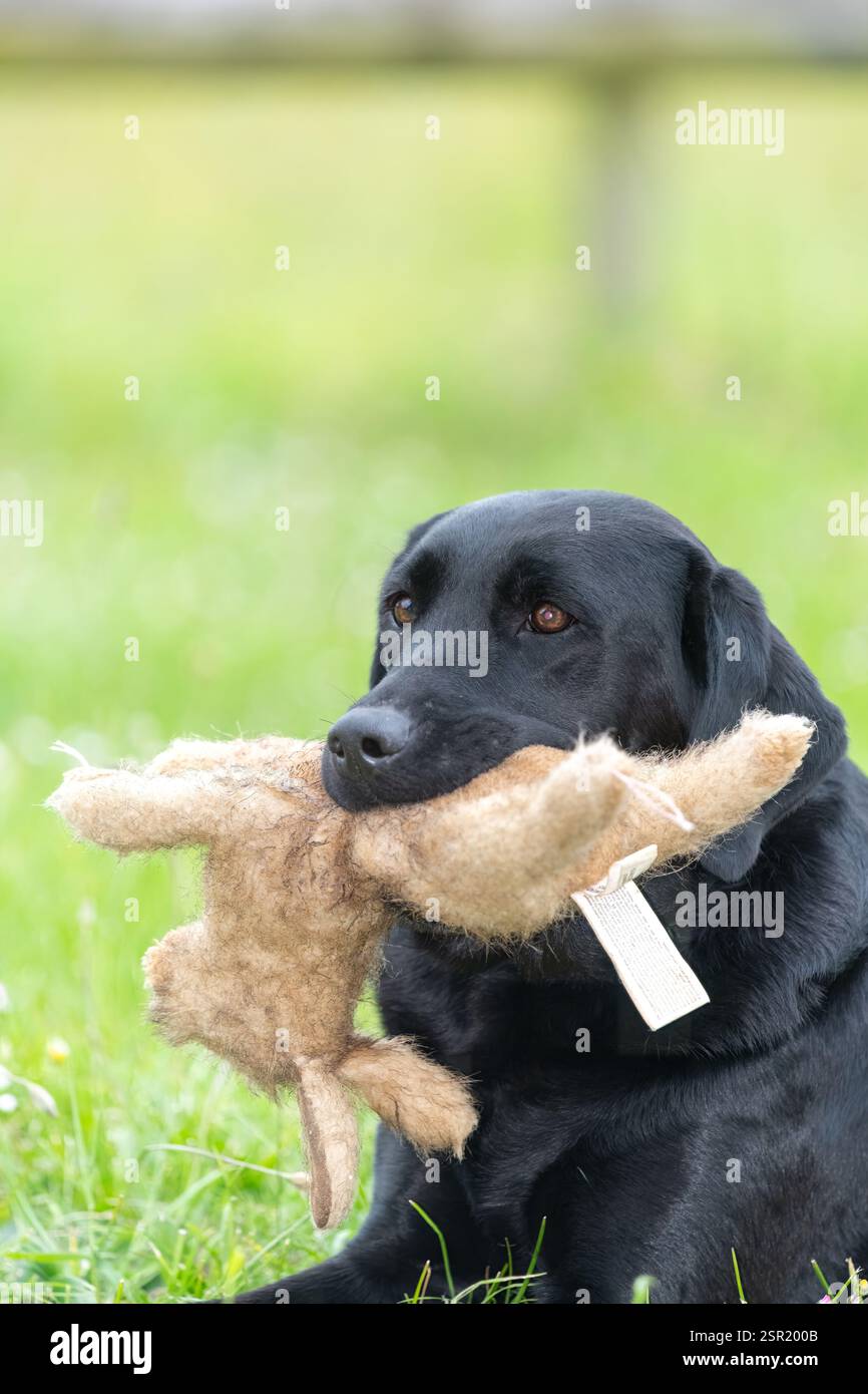 Portrait of a cute black Labrador laying down on the grass with a ...