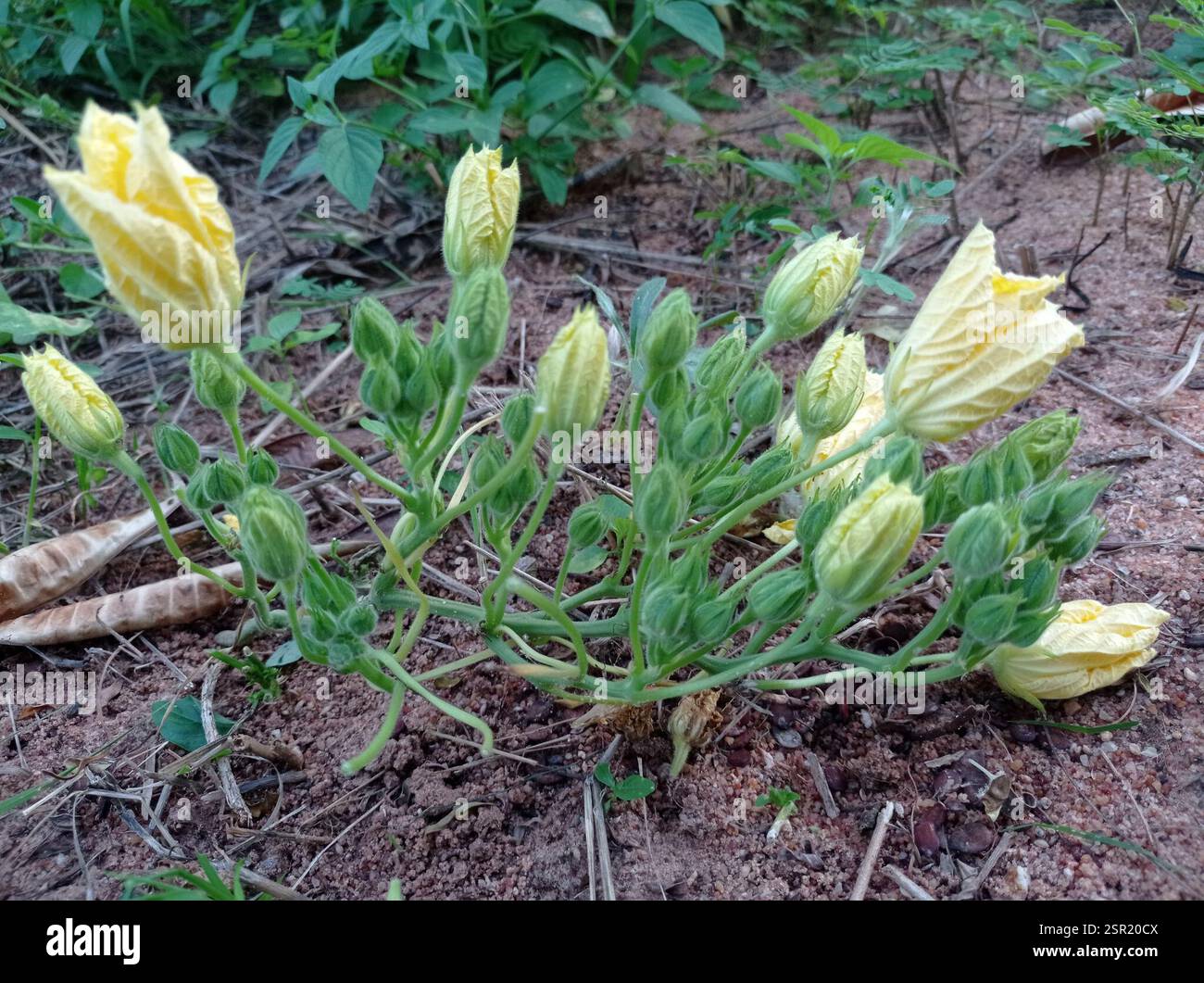 (Eureiandra fasciculata), Plantae, Chuo cha Ualimu Vikonje, Tanzania ...