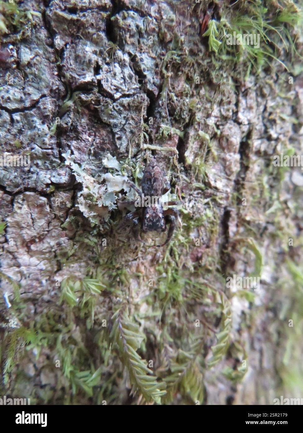Typical Jumping Spiders (Salticinae), Arachnida, Circle Track View ...