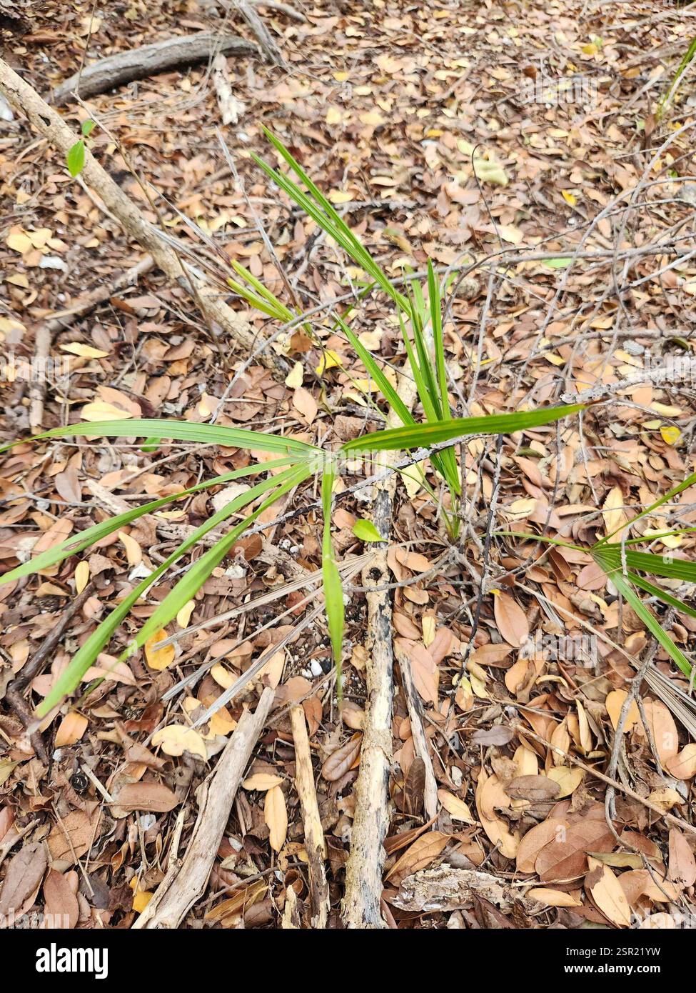 Cayman silver thatch palm (Coccothrinax proctorii), Plantae, 19. ...