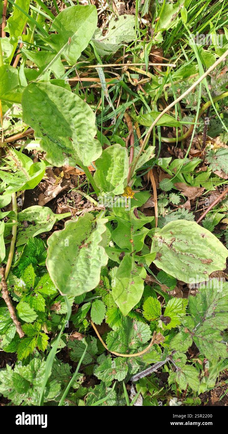 greater plantain (Plantago major), Plantae, Chester CH3 7BY, UK Stock ...