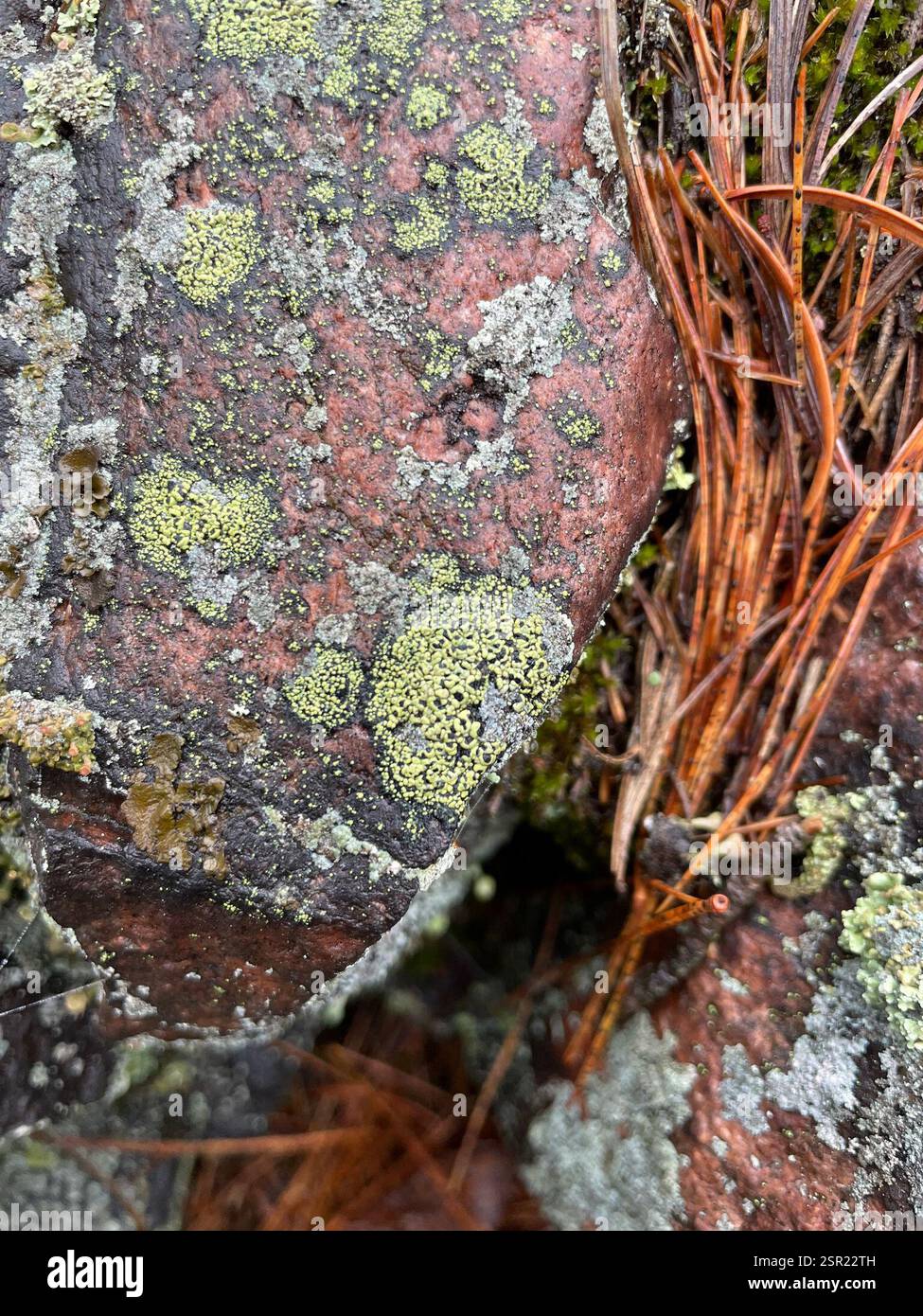 yellow map lichen (Rhizocarpon geographicum), Fungi, Killarney, ON, CA ...
