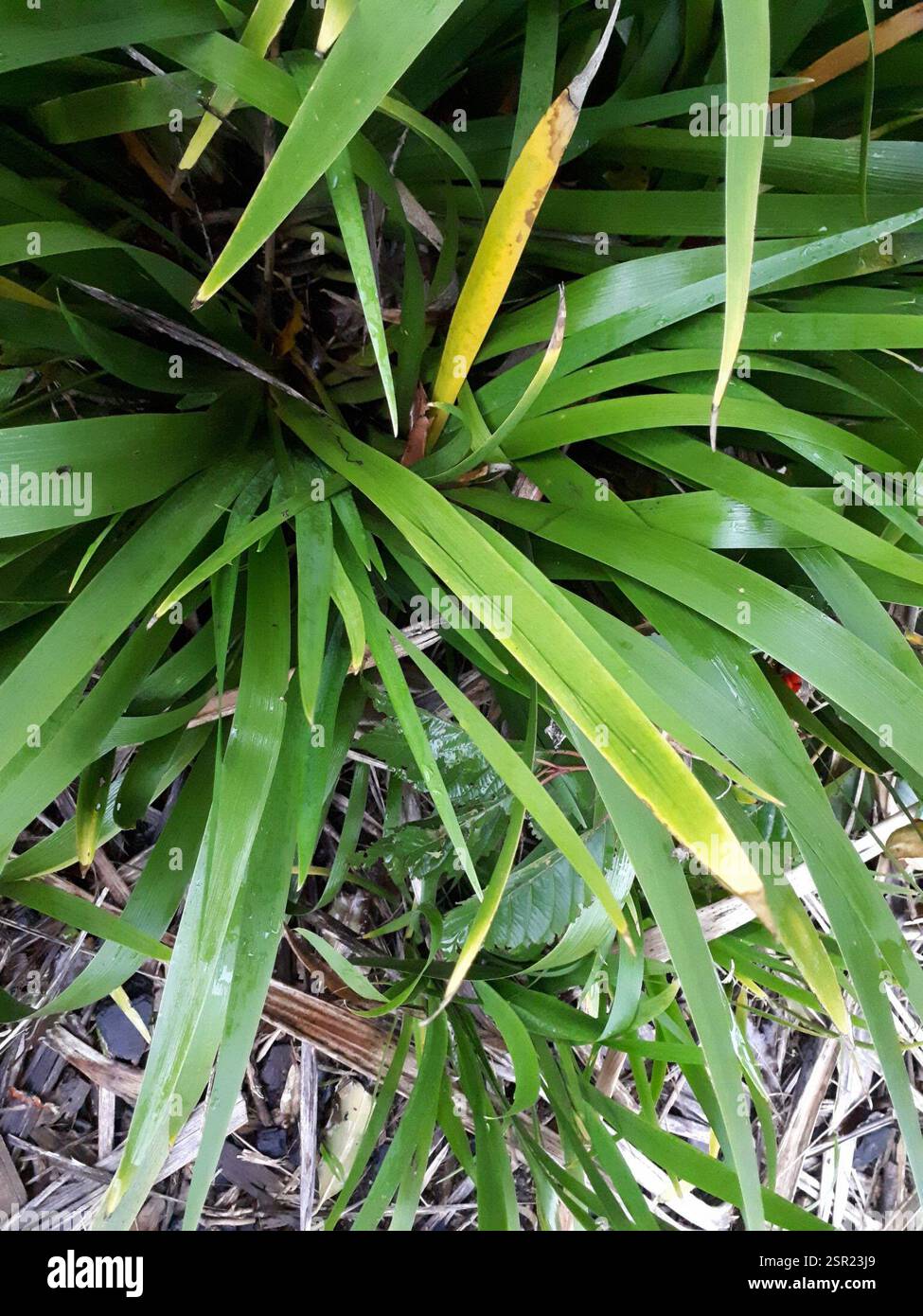 Stinking iris (Iris foetidissima), Plantae, Fairfield, Lower Hutt 5011 ...