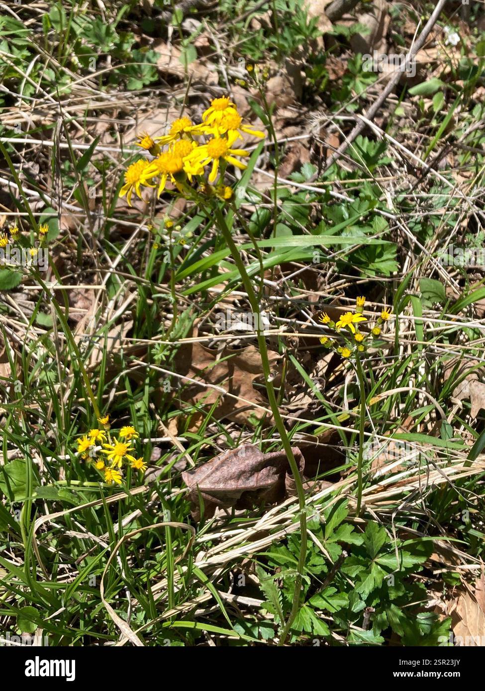 roundleaf ragwort (Packera obovata), Plantae, Burnett Woods Nature ...