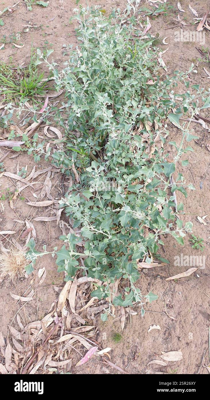 (Rhagodia), Plantae, Bulla VIC 3428, Australia Stock Photo - Alamy