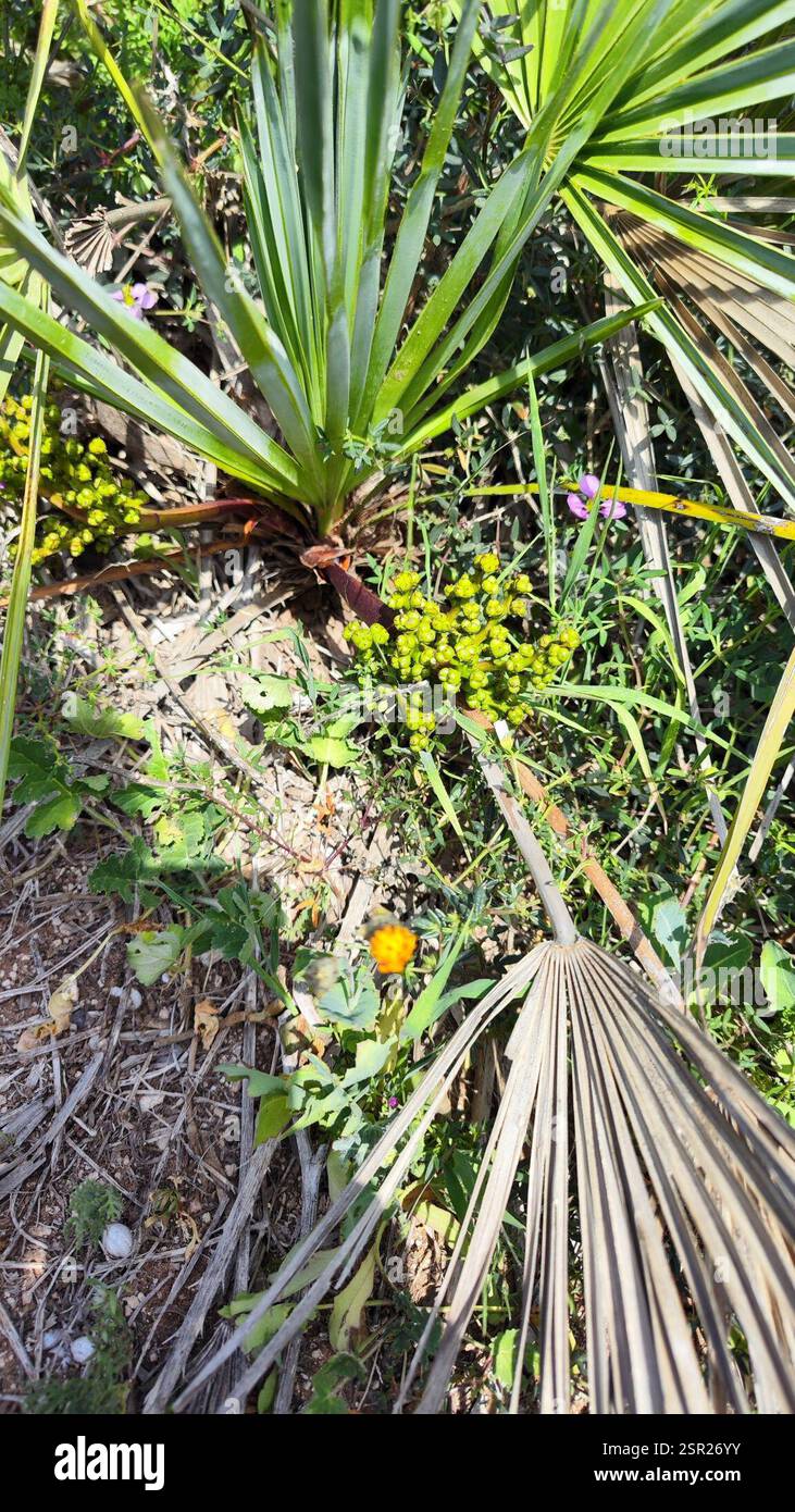 Mediterranean fan palm (Chamaerops humilis), Plantae, Provincia de Esauira, Marruecos Stock ...