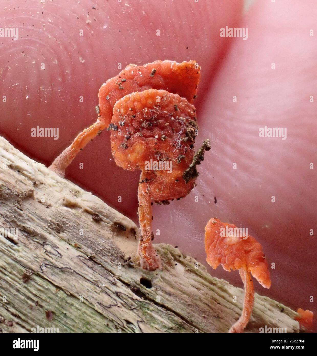 orange pore fungus (Favolaschia claudopus), Fungi, Chatham Islands ...