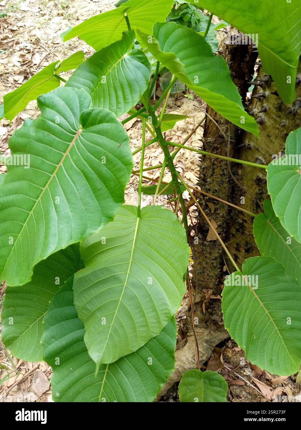 Hojas superficiales hi-res stock photography and images - Alamy