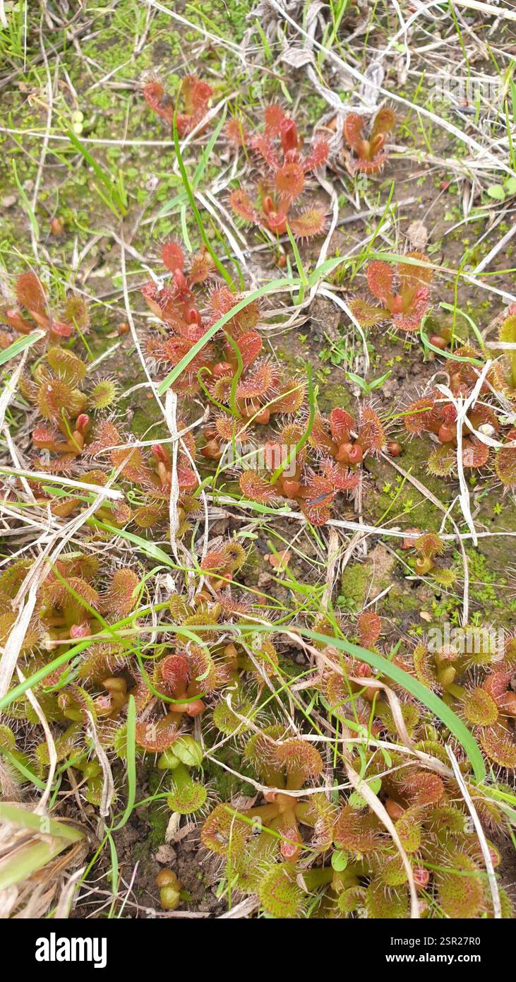 Scented Sundew (Drosera aberrans), Plantae, Sunbury VIC 3429, Australia ...