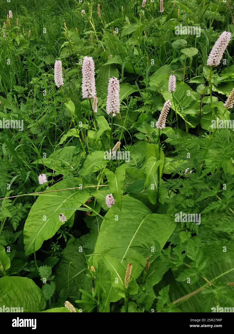 common bistort (Bistorta officinalis), Plantae, Manchester M4 4JT, UK ...