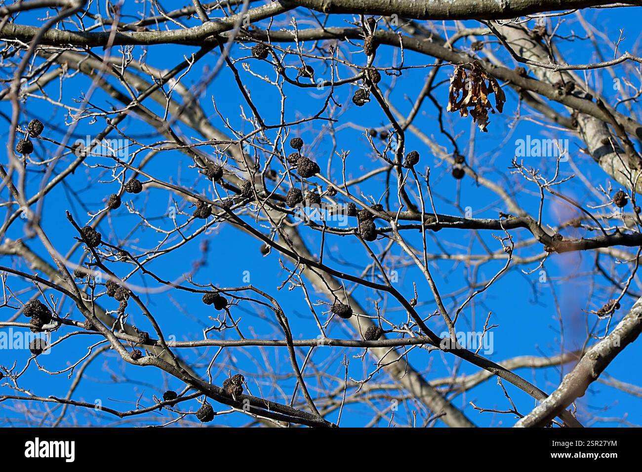 bitternut hickory (Carya cordiformis), Plantae, Mequon, WI, USA, Large amount of galls on this ...