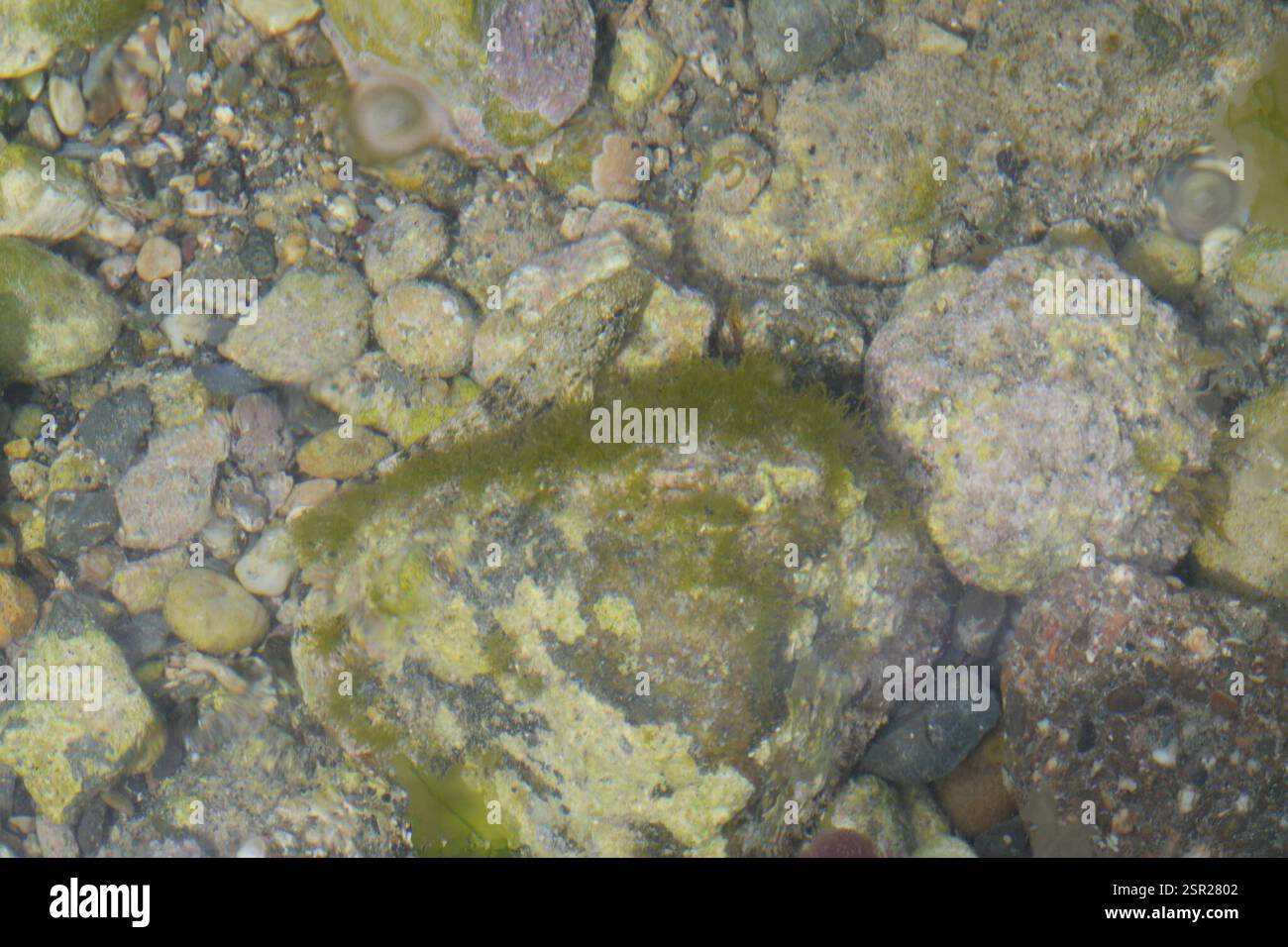 Giant Goby (Gobius cobitis), Actinopterygii, 98039 Taormina, Messina ...