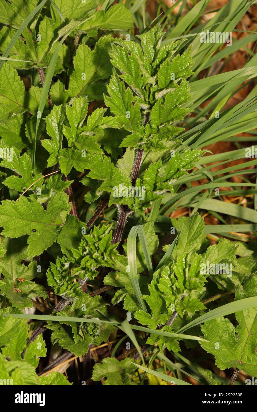 hogweed (Heracleum sphondylium), Plantae, Netherley Park, Parkview ...