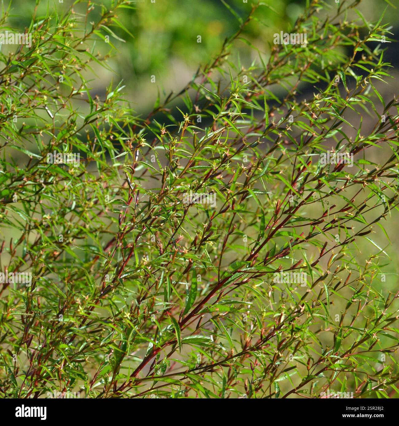 yerba de jicotea (Ludwigia erecta), Plantae, Hilo, HI 96720, USA Stock ...