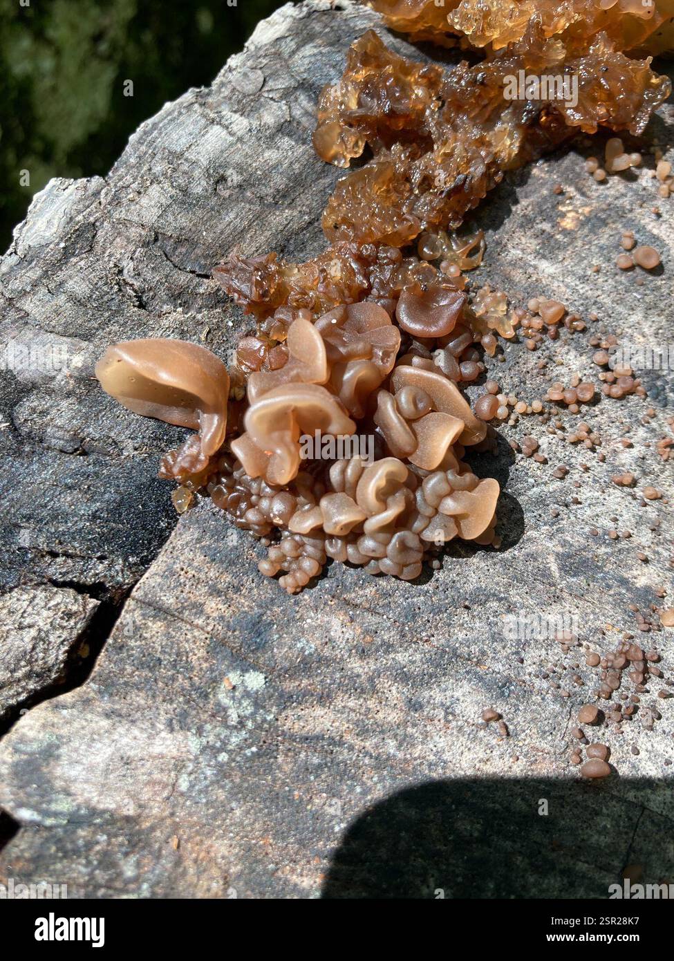 Leafy Brain (Phaeotremella foliacea), Fungi, Cofrin Nature Park ...
