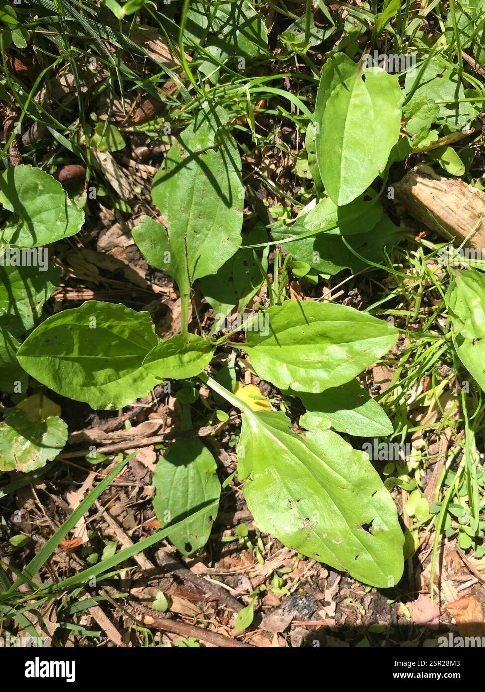 American plantain (Plantago rugelii), Plantae, River Rd, Louisville, KY ...