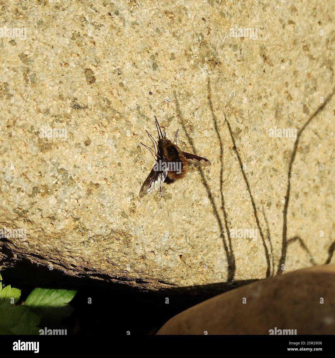 Greater Bee Fly (Bombylius major), Insecta, Kosanin dol, Pancharevo ...