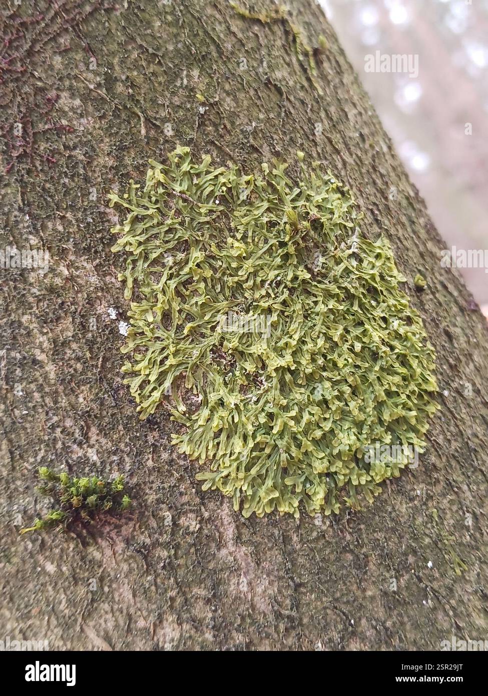Forked Veilwort (Metzgeria furcata), Plantae, 35043 Marburg ...