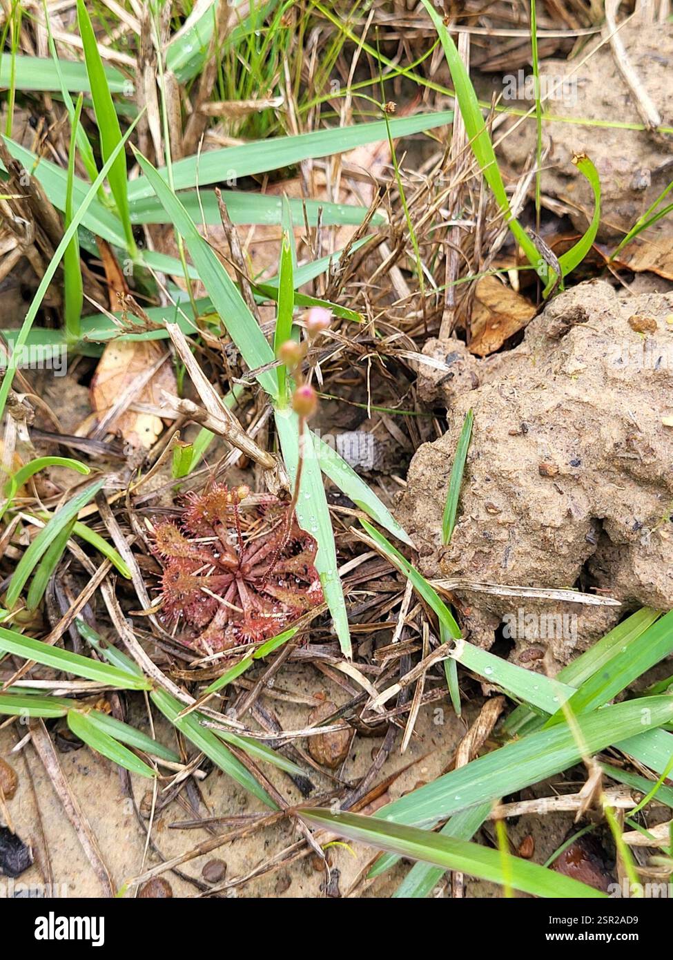 dwarf sundew (Drosera brevifolia), Plantae, Wildwood Stock Photo - Alamy