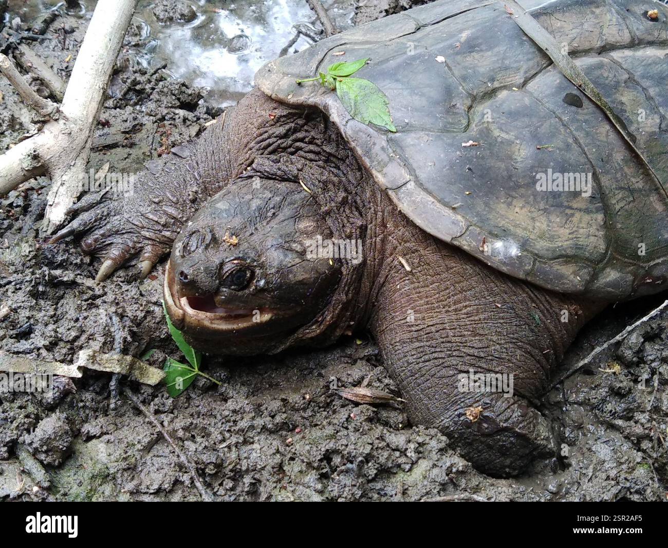Common Snapping Turtle (Chelydra serpentina), Reptilia, 34150 Gignac ...