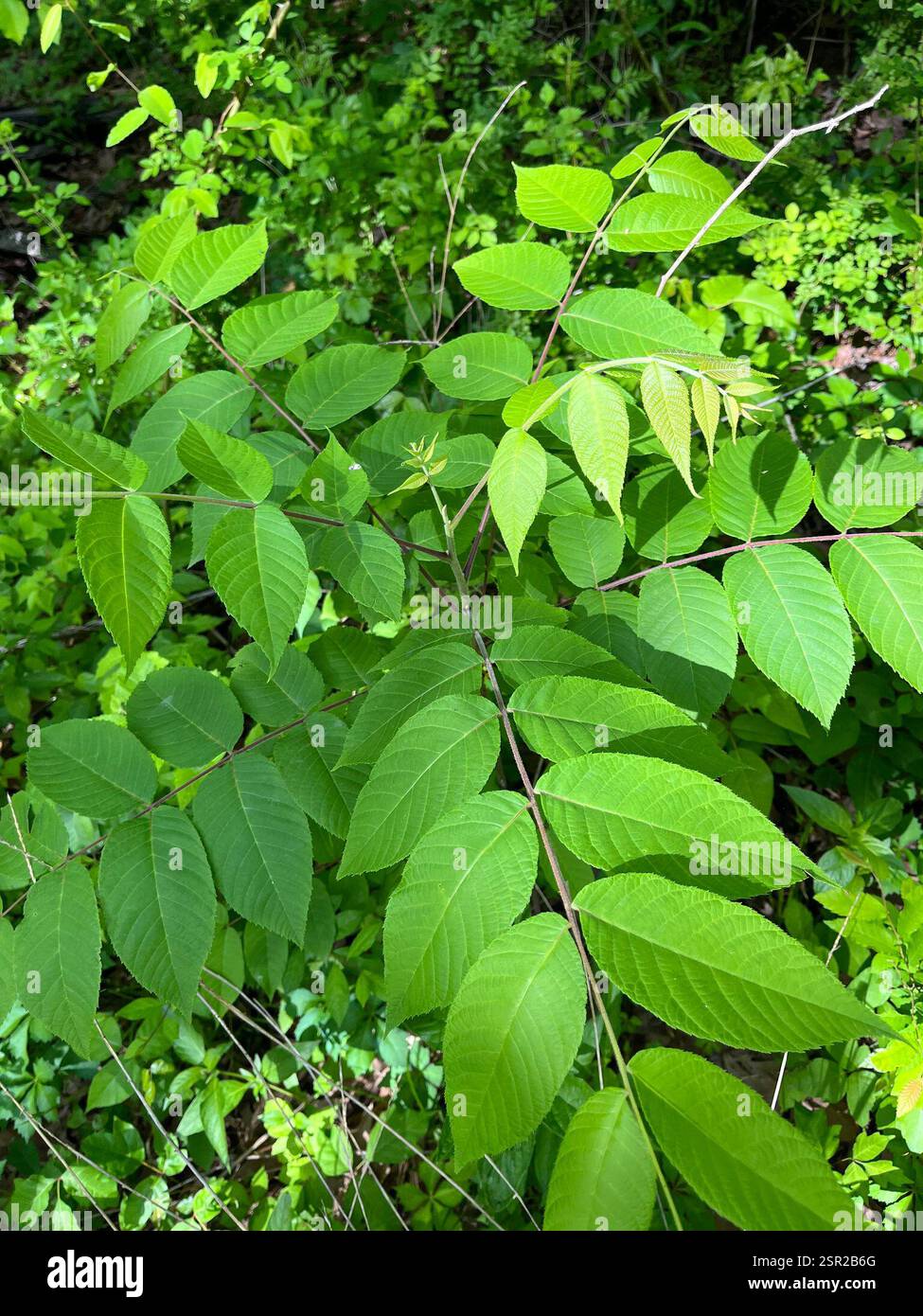 eastern black walnut (Juglans nigra), Plantae, Mussle Camp Rd, Decatur ...